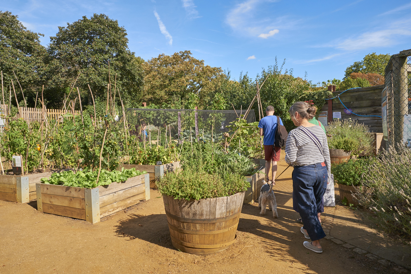 The allotment | The Royal Parks