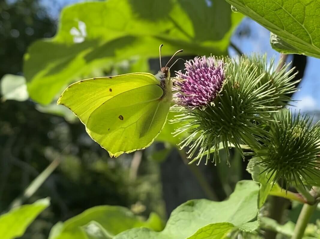 Biodiversity framework | The Royal Parks