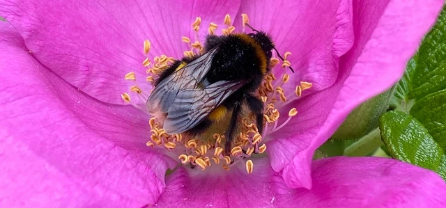 Pollinator strategy | The Royal Parks