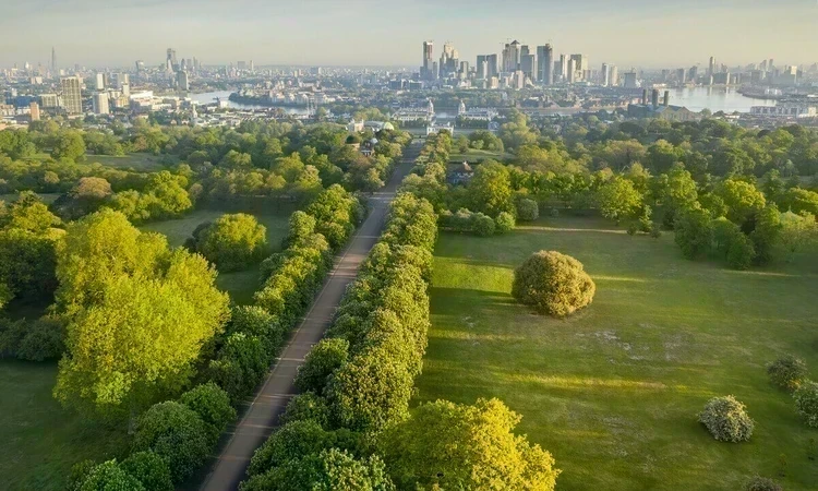 Why are trees so important? | The Royal Parks