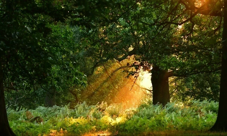 The trees of the Royal Parks | The Royal Parks