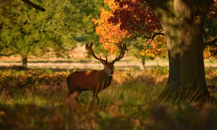 The Royal Parks | London’s Royal Parks