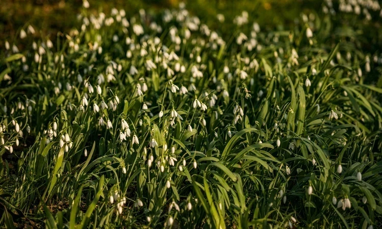 The Queen Elizabeth II Garden | The Royal Parks