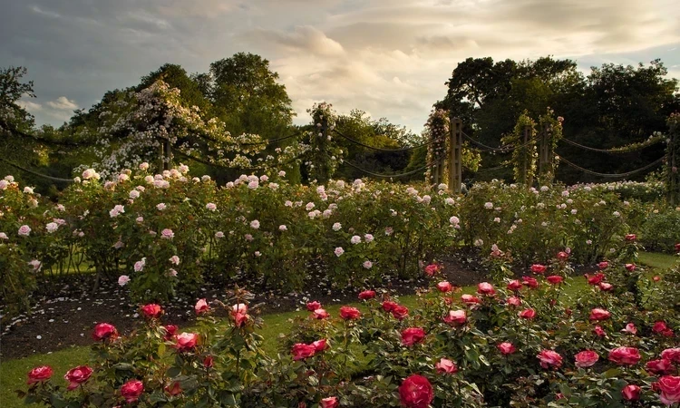 Bulbs planted in new garden to honour Queen Elizabeth II | The Royal Parks