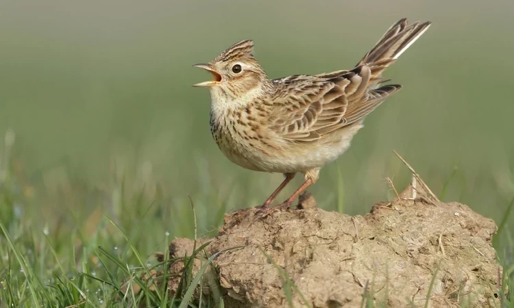 Top five things to know about the soulful skylark | The Royal Parks