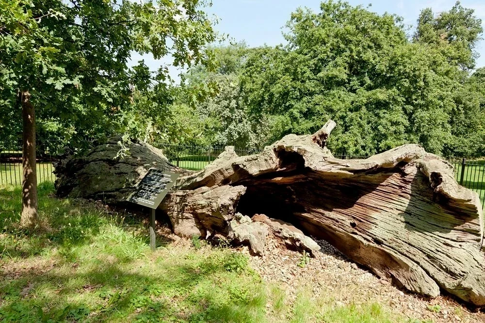 Queen Elizabeth Oak in Greenwich Park | The Royal Parks