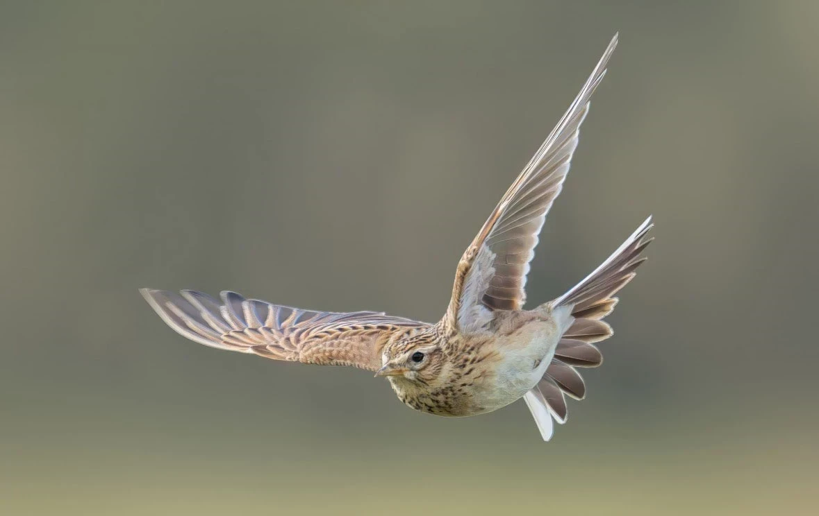 Top five things to know about the soulful skylark | The Royal Parks