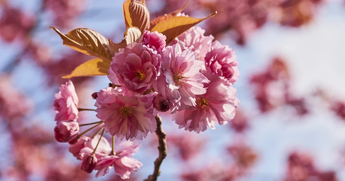 The Flower Garden Lake | The Royal Parks