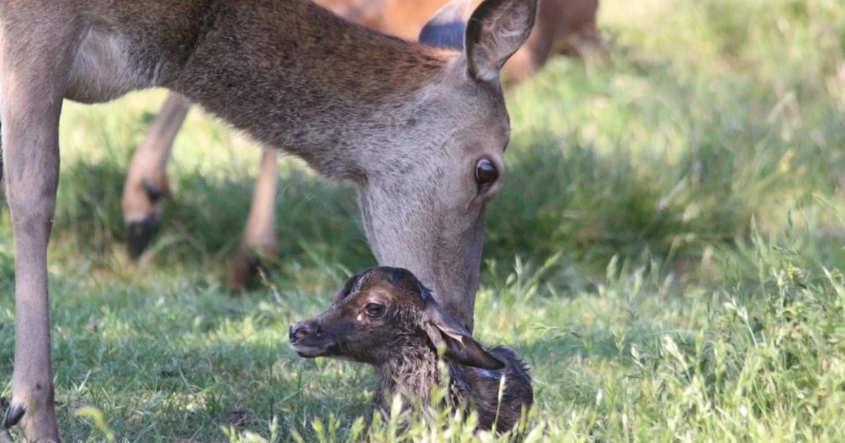 Six things you should know about deer birthing season The Royal Parks
