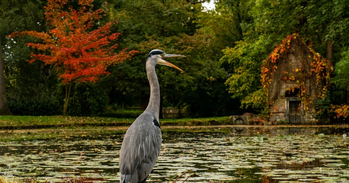 FAQs for Bushy Park | The Royal Parks