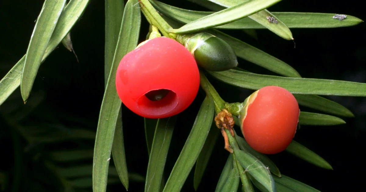 Yew Berries Toxic