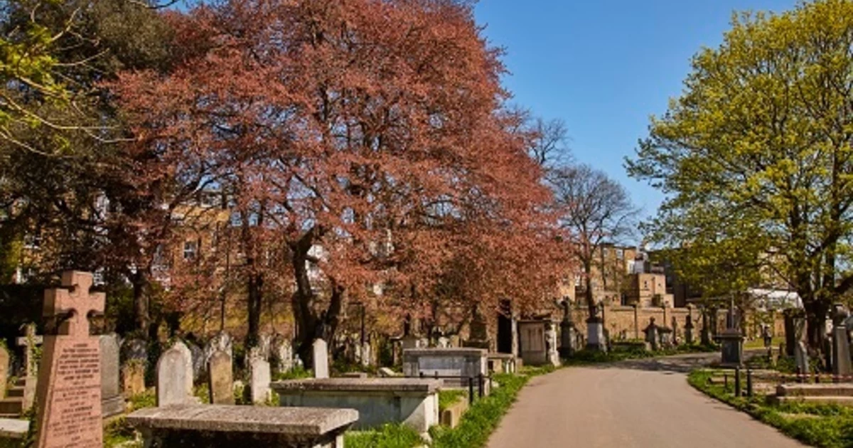 Copper Beech tree | The Royal Parks