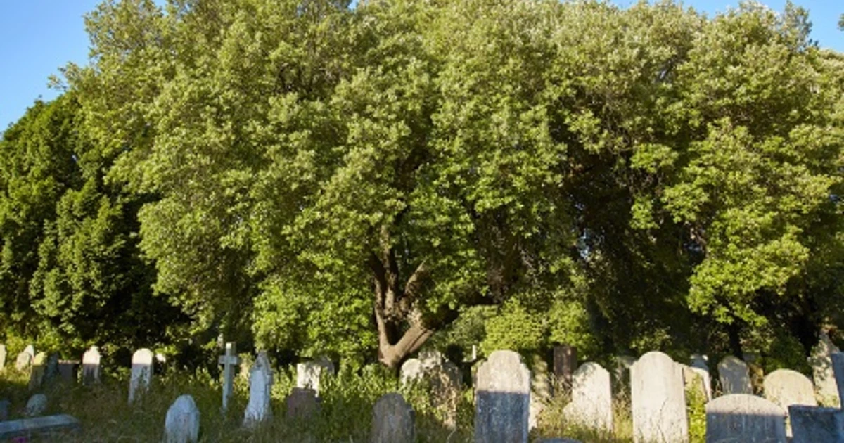 Holm oak | The Royal Parks