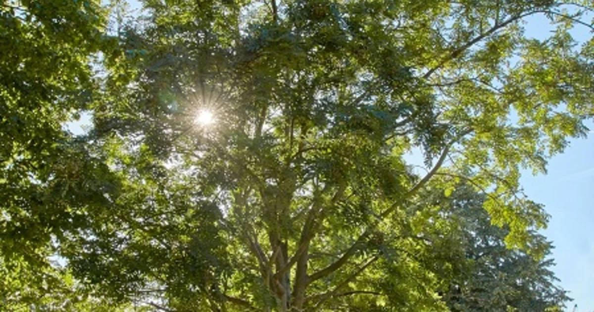 The trees of the Royal Parks | The Royal Parks