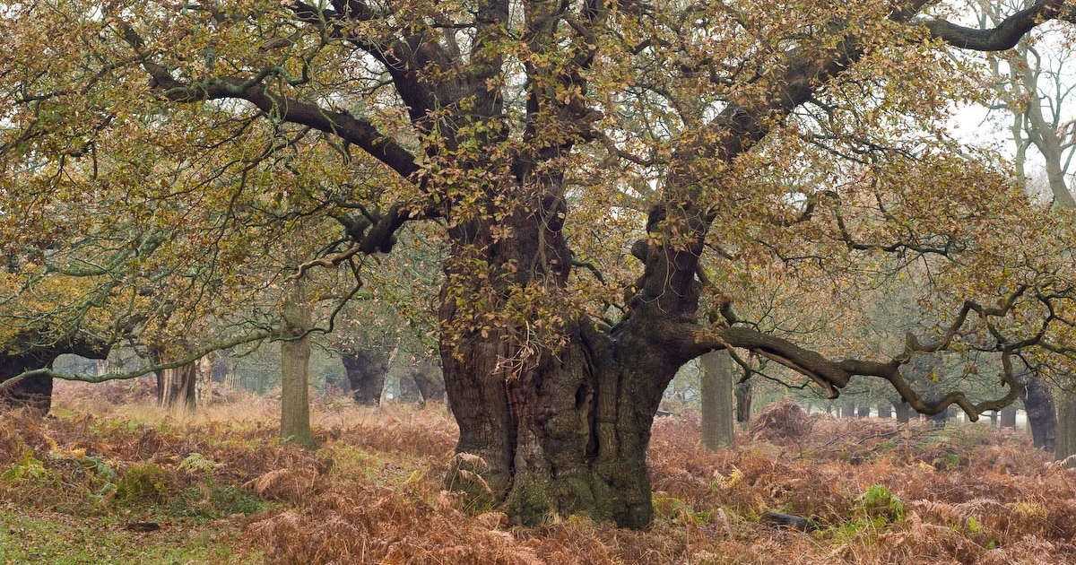The Map of Richmond Park | The Royal Parks