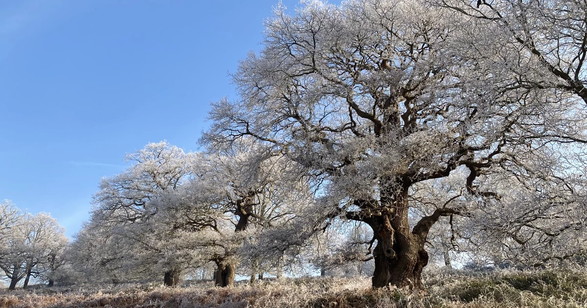 Richmond Park | The Royal Parks