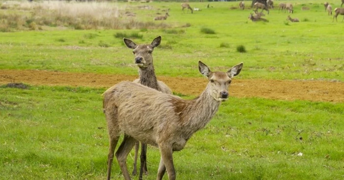 Deer in Richmond Park | The Royal Parks