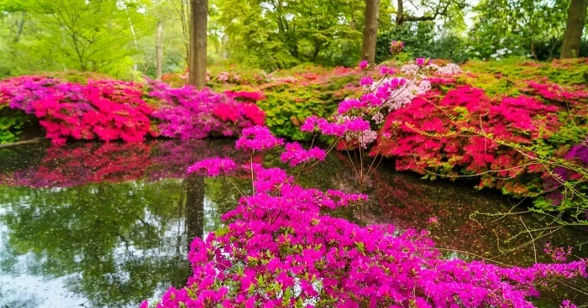 Spring walkthrough: Isabella Plantation in Richmond Park | The Royal Parks
