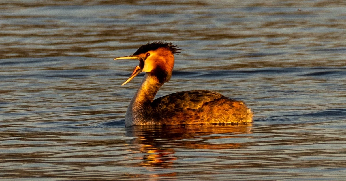 Great crested grebes courting in Hyde Park bags top prize | The Royal Parks