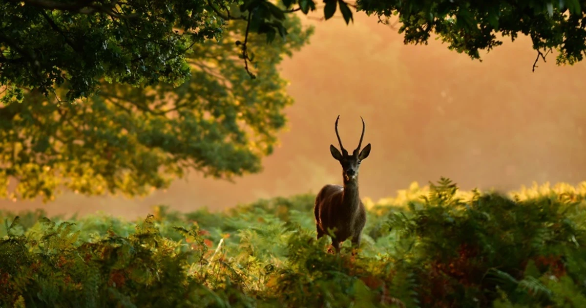 Support Richmond Park | The Royal Parks