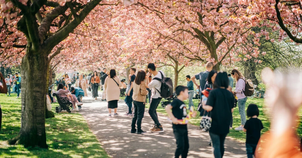 Ten things you might not know about cherry trees | The Royal Parks