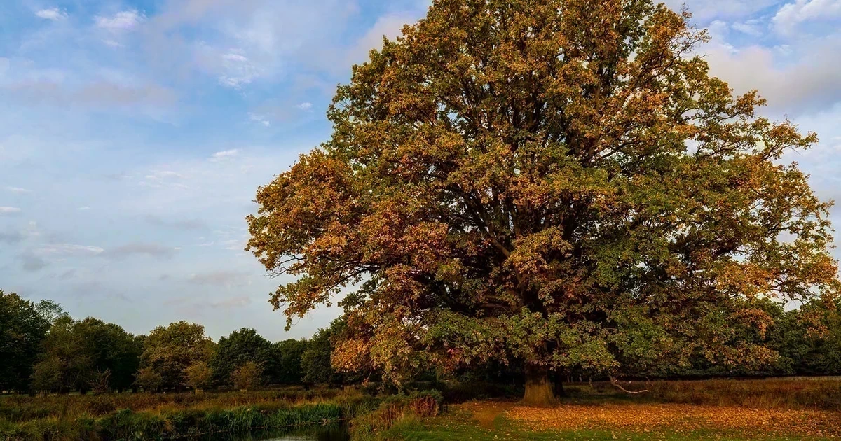Bushy Park | The Royal Parks