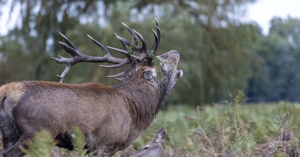 The Royal Parks' five key safety tips during the deer rut | The Royal Parks