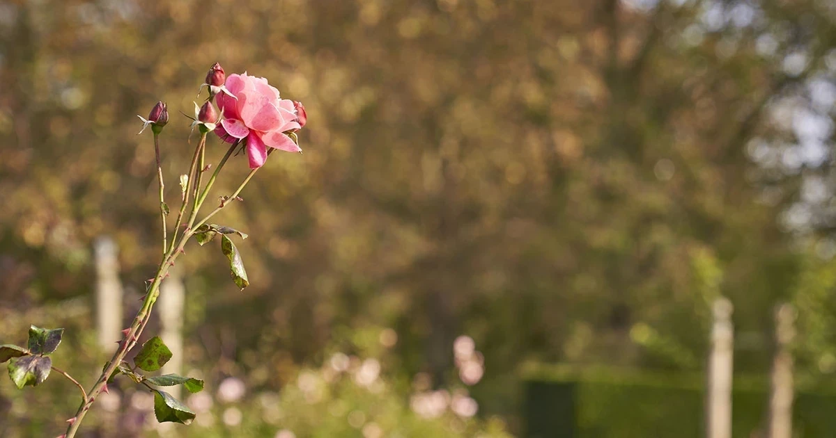 Gardens of Hyde Park | The Royal Parks